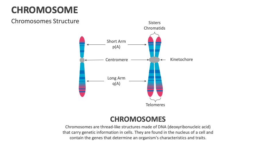 Chromosome PowerPoint and Google Slides Template - PPT Slides