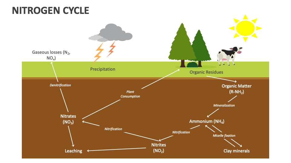 Nitrogen Cycle PowerPoint and Google Slides Template - PPT Slides