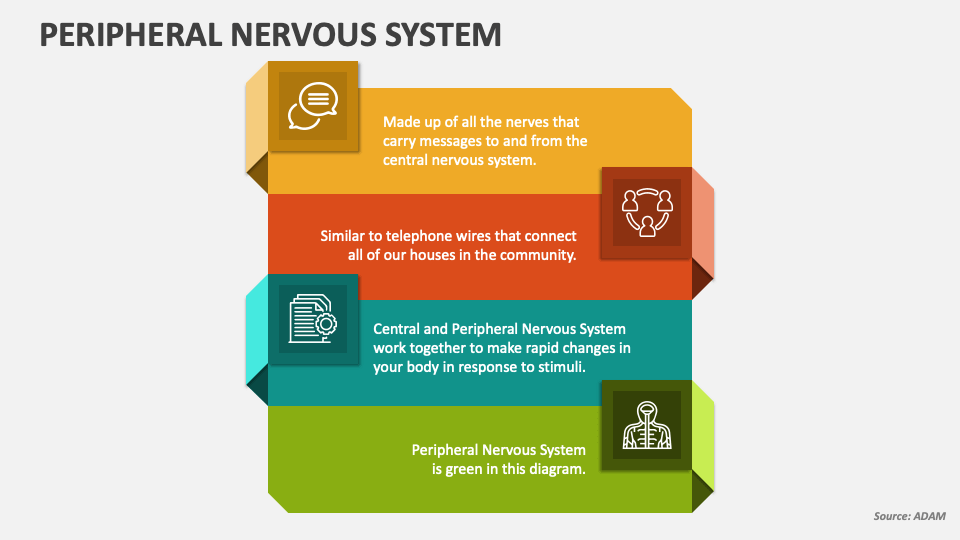 Peripheral Nervous System Powerpoint Presentation Slides Ppt Template