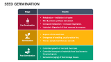 Seed Germination PowerPoint and Google Slides Template - PPT Slides