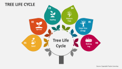 Tree Life Cycle PowerPoint Presentation Slides - PPT Template