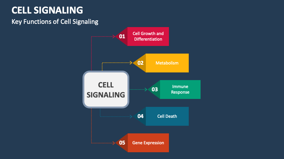 Cell Signaling PowerPoint and Google Slides Template - PPT Slides