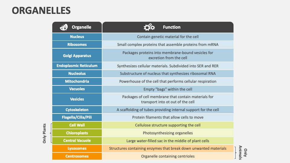 Organelles PowerPoint and Google Slides Template - PPT Slides