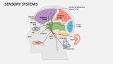 Sensory Systems PowerPoint Presentation Slides - PPT Template