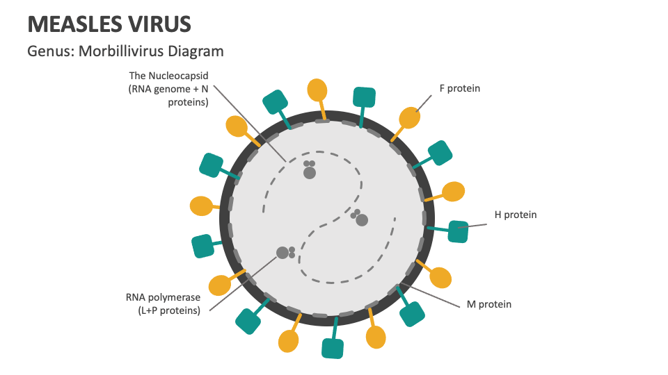 Measles Virus PowerPoint Presentation Slides - PPT Template