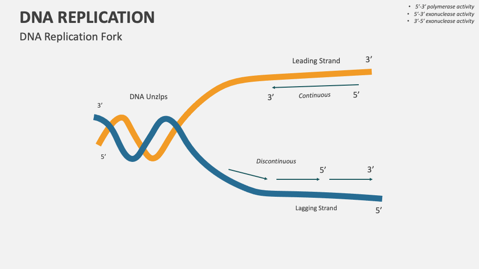 DNA Replication PowerPoint and Google Slides Template - PPT Slides