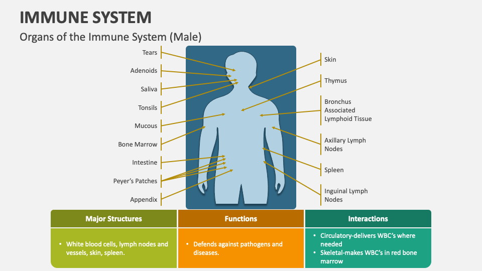 Immune System PowerPoint and Google Slides Template - PPT Slides