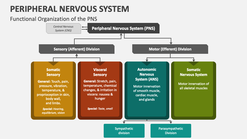 Peripheral Nervous System Chart