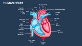 Human Heart PowerPoint and Google Slides Template - PPT Slides
