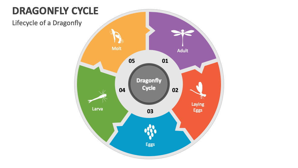Dragonfly Cycle PowerPoint Presentation Slides - PPT Template