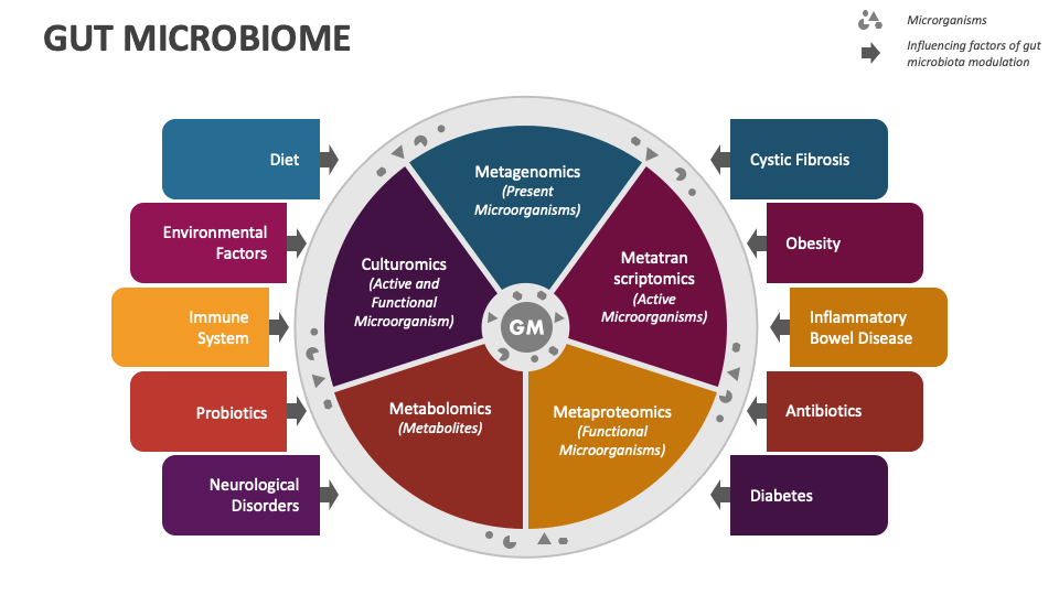 Gut Microbiome PowerPoint and Google Slides Template - PPT Slides