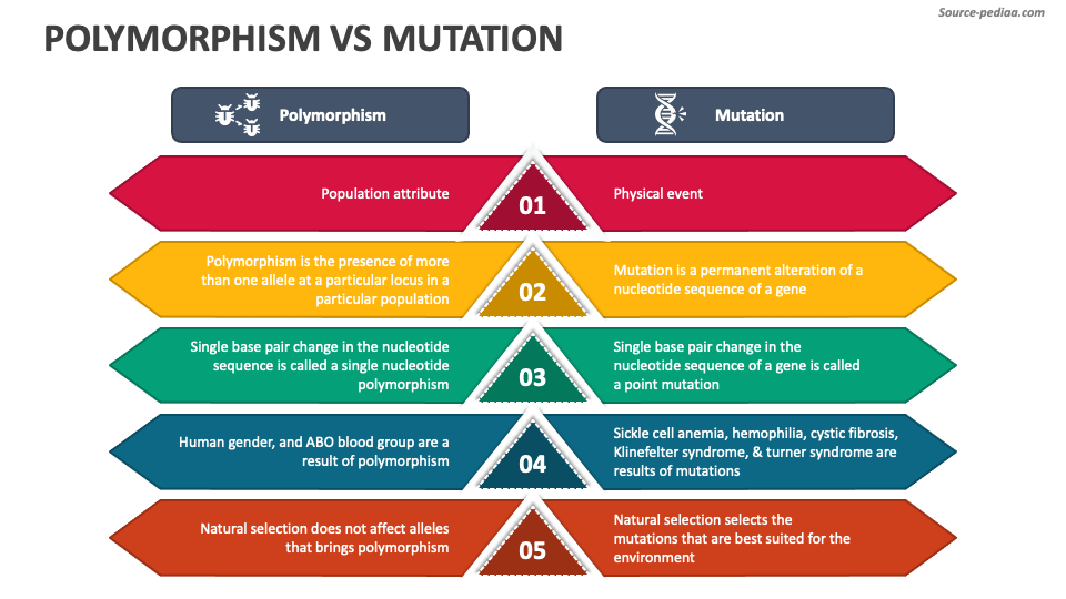 Polymorphism Vs Mutation PowerPoint and Google Slides Template - PPT Slides Polymorphism Vs Mutation PowerPoint and Google Slides Template - PPT Slides