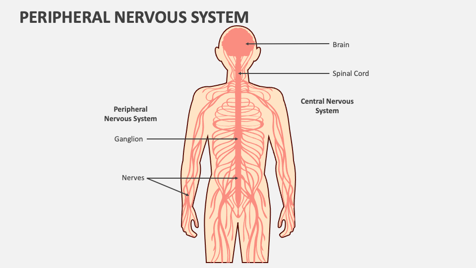 Peripheral Nervous System PowerPoint Presentation Slides - PPT Template