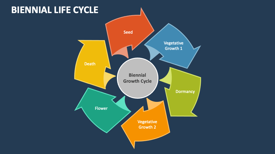 Biennial Life Cycle PowerPoint Presentation Slides - PPT Template