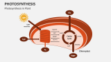 Photosynthesis PowerPoint Presentation Slides - PPT Template