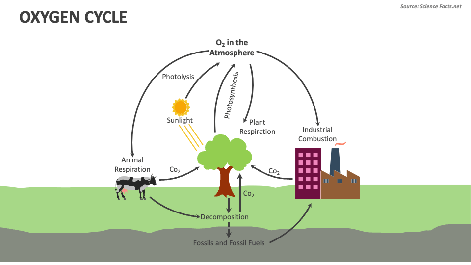 Oxygen Cycle PowerPoint Presentation Slides - PPT Template