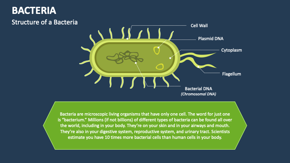 Bacteria PowerPoint and Google Slides Template - PPT Slides