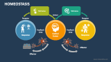 Homeostasis PowerPoint Presentation Slides - PPT Template