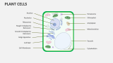 Plant Cells PowerPoint and Google Slides Template - PPT Slides