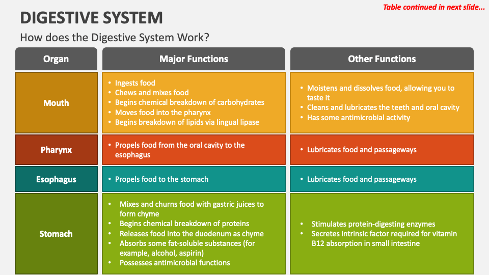 Digestive System PowerPoint and Google Slides Template - PPT Slides