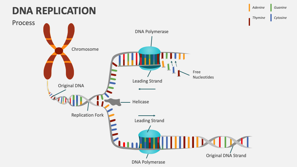 DNA Replication PowerPoint and Google Slides Template - PPT Slides