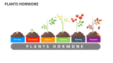Plants Hormone PowerPoint and Google Slides Template - PPT Slides
