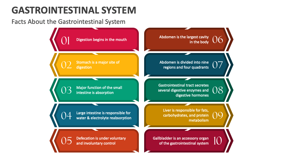 Gastrointestinal System PowerPoint and Google Slides Template - PPT Slides