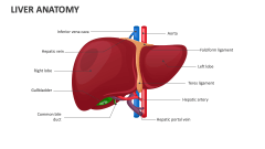 Liver Anatomy PowerPoint and Google Slides Template - PPT Slides