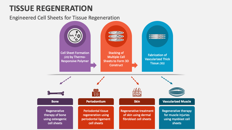 Tissue Regeneration PowerPoint and Google Slides Template - PPT Slides