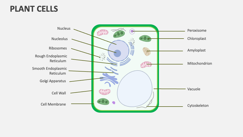 Plant Cells PowerPoint And Google Slides Template PPT Slides plant-cells-powerpoint-and-google-slides-template-ppt-slides