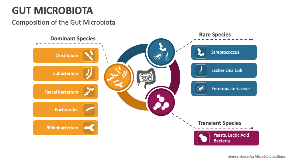 Gut Microbiota PowerPoint and Google Slides Template - PPT Slides