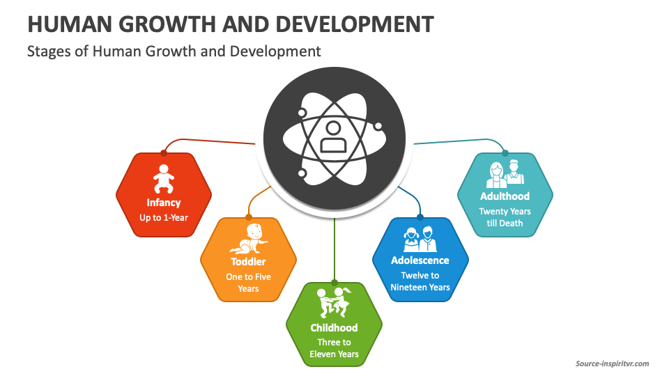 Human Growth And Development PowerPoint and Google Slides Template ...