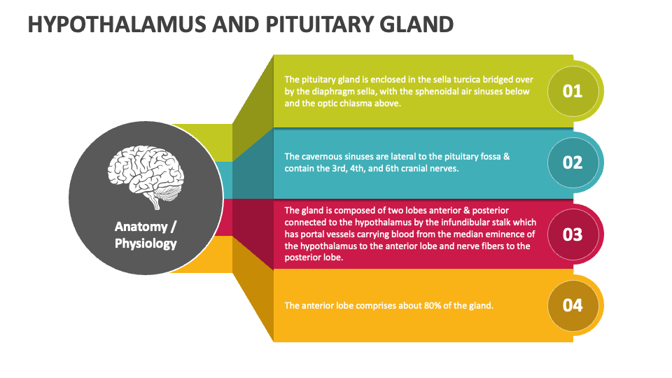 Hypothalamus and Pituitary Gland PowerPoint Presentation Slides - PPT Template