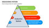 Endocrine System PowerPoint and Google Slides Template - PPT Slides