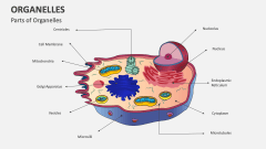 Organelles PowerPoint and Google Slides Template - PPT Slides