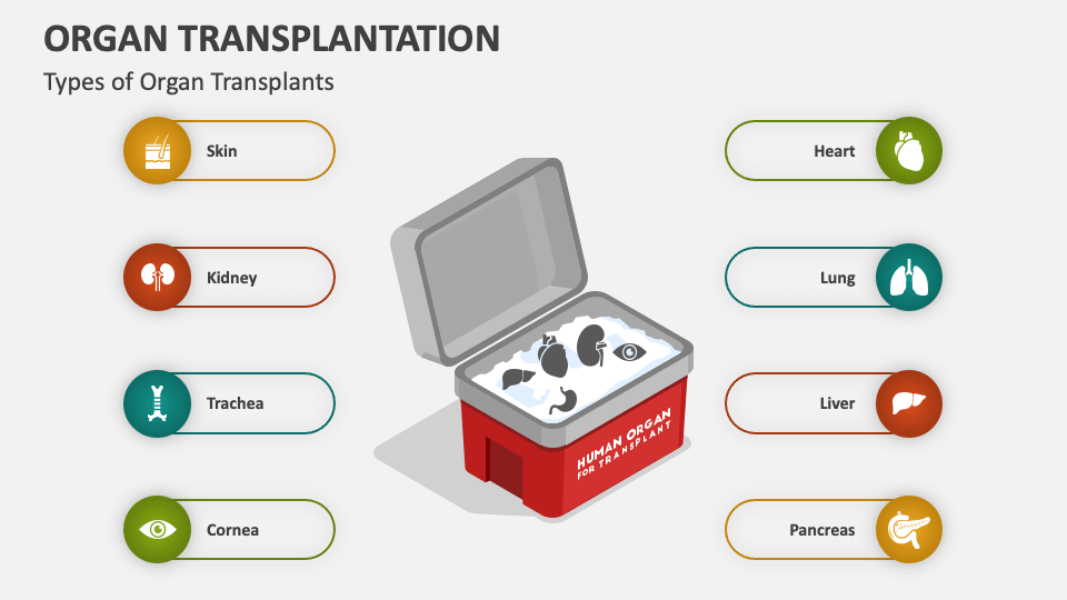 Organ Transplantation PowerPoint and Google Slides Template - PPT Slides