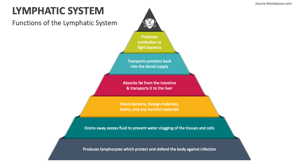 Lymphatic Vessels Slide
