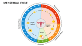 Menstrual Cycle PowerPoint Presentation Slides - PPT Template