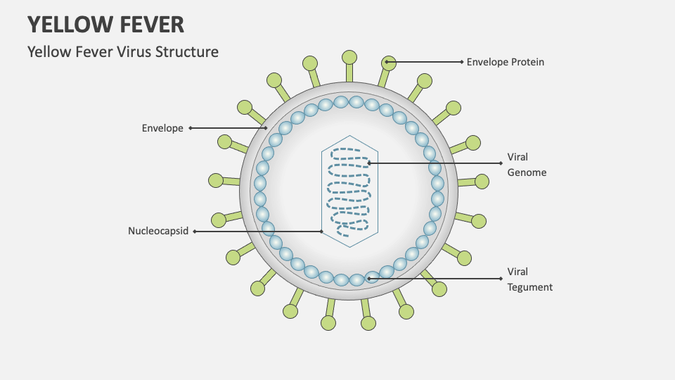 Yellow Fever Virus Labeled