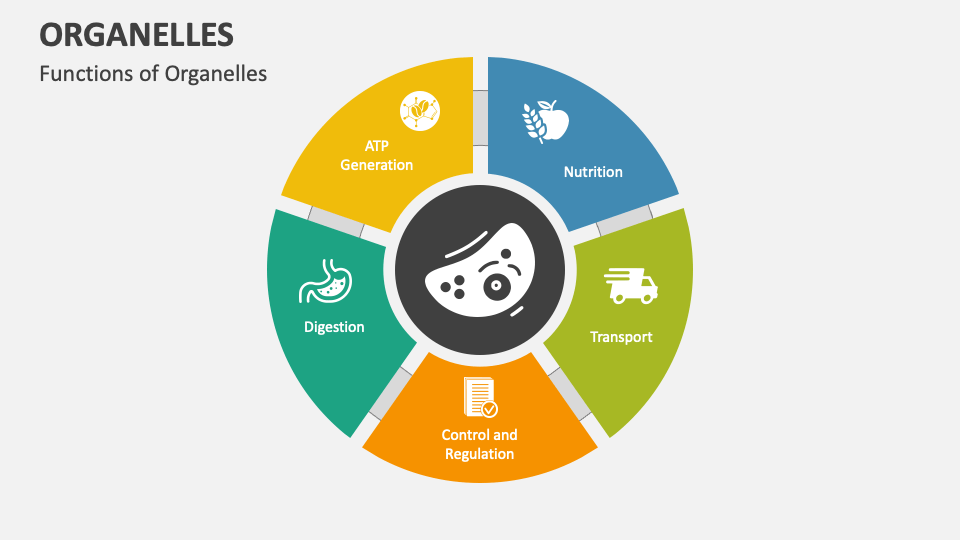 Organelles PowerPoint and Google Slides Template - PPT Slides
