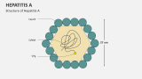 Hepatitis A PowerPoint and Google Slides Template - PPT Slides