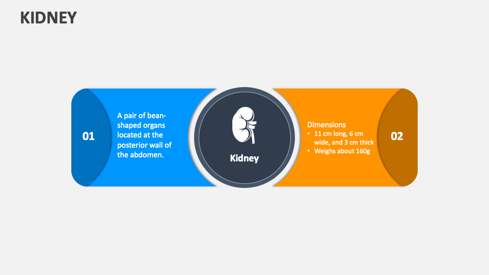 Kidney PowerPoint and Google Slides Template - PPT Slides