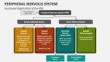 Peripheral Nervous System PowerPoint Presentation Slides - PPT Template
