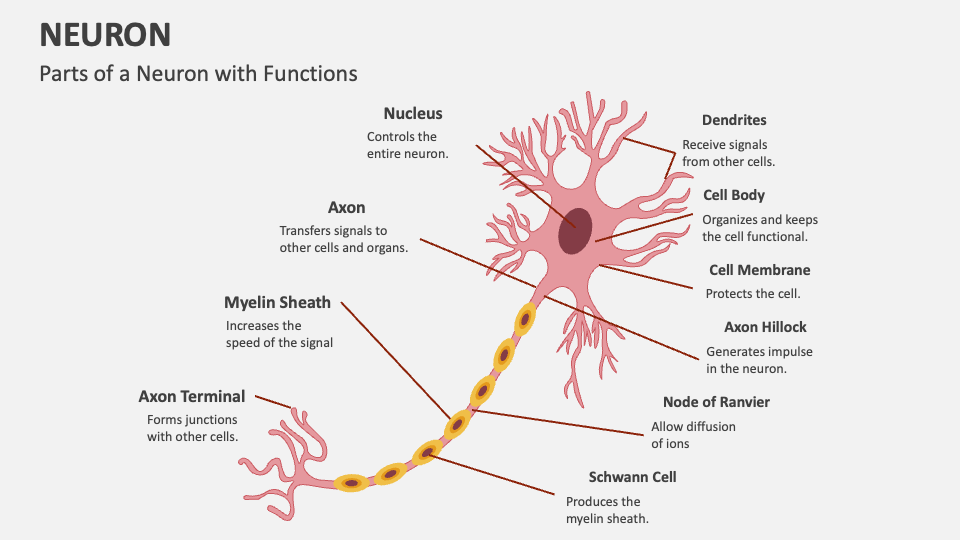 Neuron PowerPoint and Google Slides Template - PPT Slides