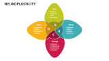 Neuroplasticity PowerPoint Presentation Slides - PPT Template