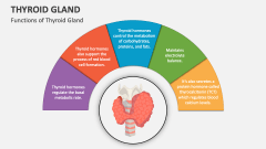 Thyroid Gland PowerPoint and Google Slides Template - PPT Slides