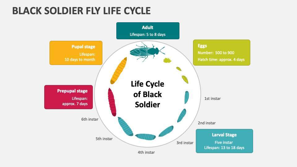 Black Soldier Fly Life Cycle PowerPoint Presentation Slides - PPT Template