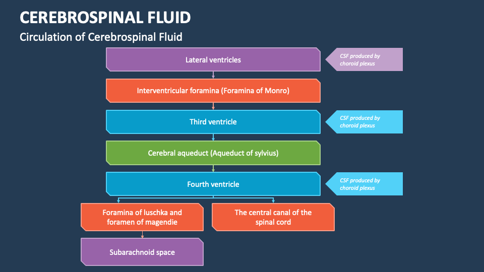Cerebrospinal Fluid Flow Chart Diagram Of Formation, Circulation, And
