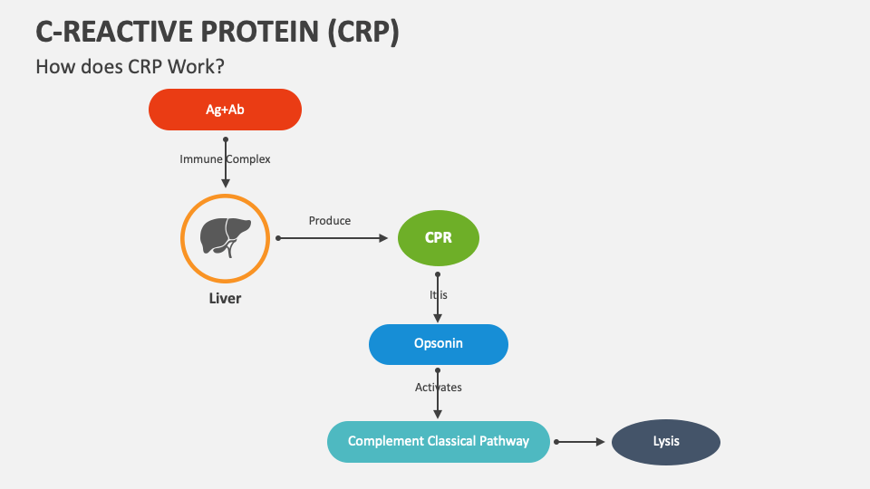 C-Reactive Protein (CRP) PowerPoint and Google Slides Template - PPT Slides C-Reactive Protein (CRP) PowerPoint and Google Slides Template - PPT Slides