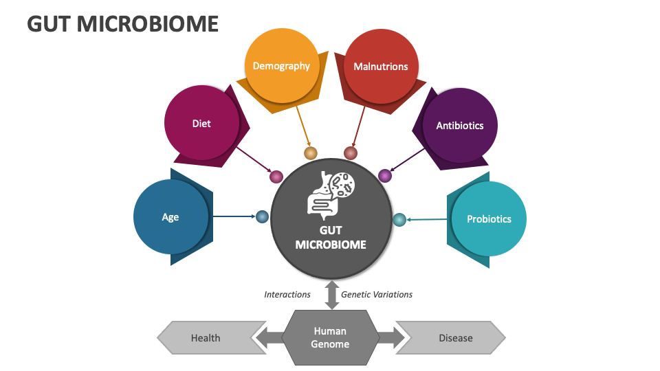 Gut Microbiome PowerPoint and Google Slides Template - PPT Slides